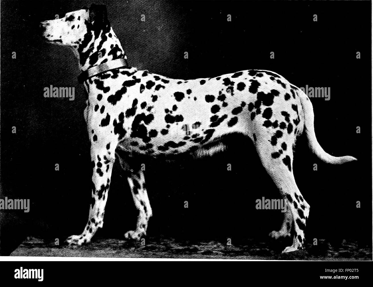 Dogs offering Black and White Stock Photos & Images - Alamy