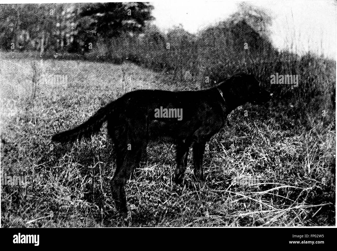 This 1906 book provides a comprehensive history of dogs, covering their ...