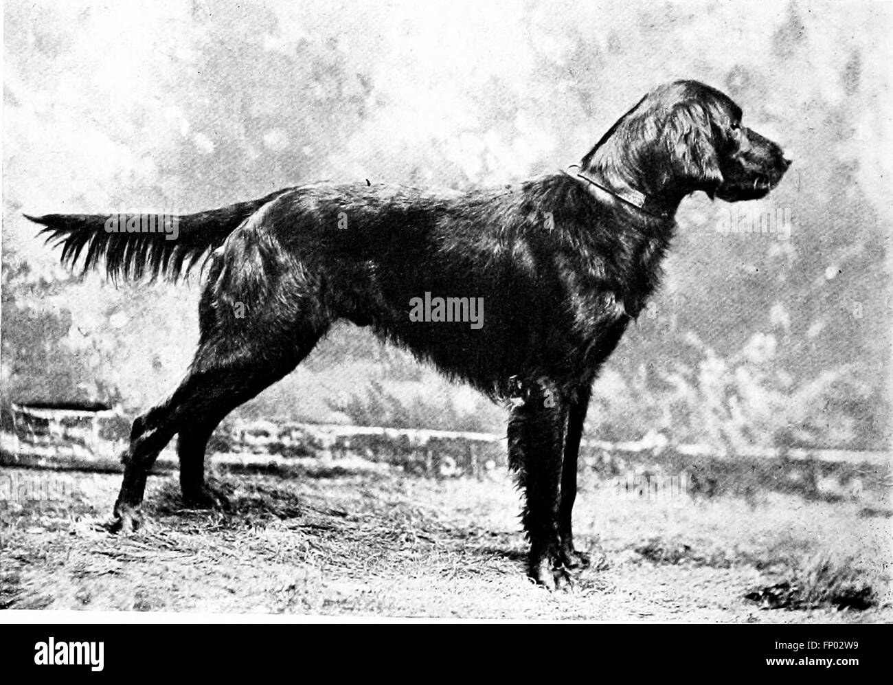 This 1906 book offers a detailed history and comprehensive guide to dog ...