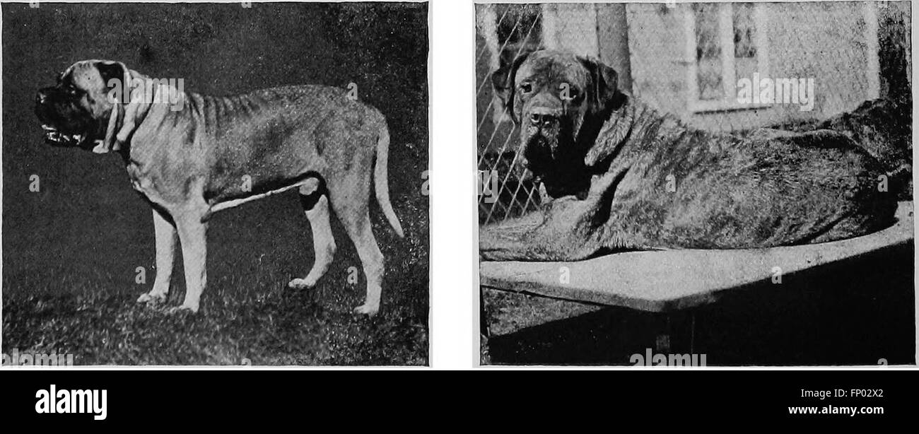 This 1906 book offers a comprehensive history of the dog, with ...