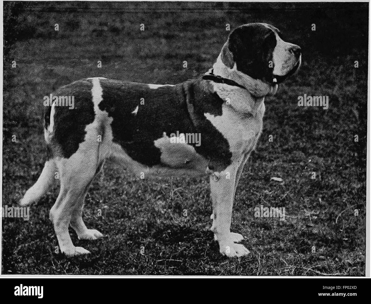 This 1906 edition of The Dog Book offers an informative history of dogs ...