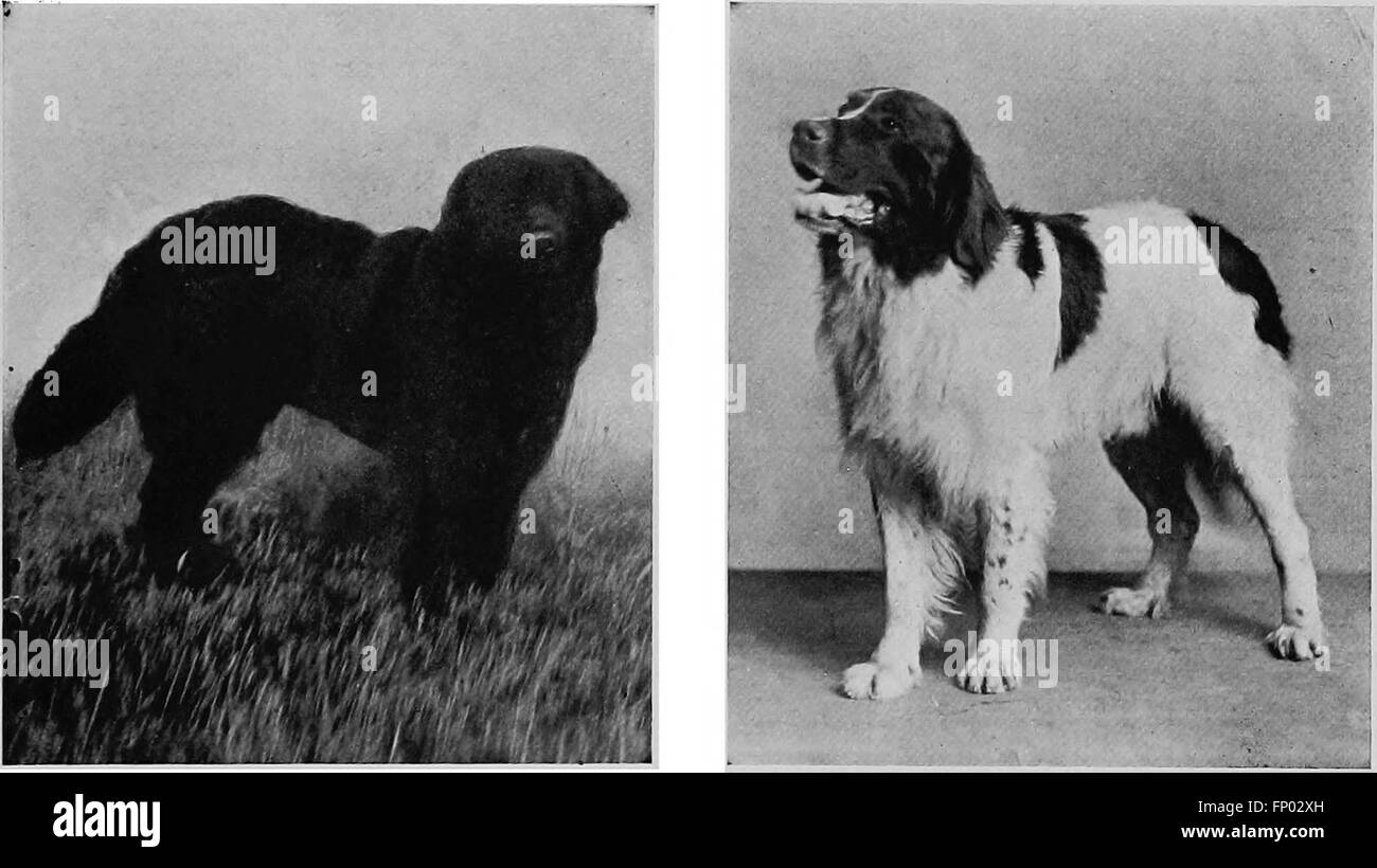 This 1906 book offers a history of dogs, with detailed information on ...