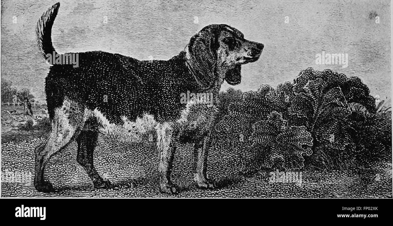 'The Dog Book' (1906) offers a detailed history of dogs, covering their ...