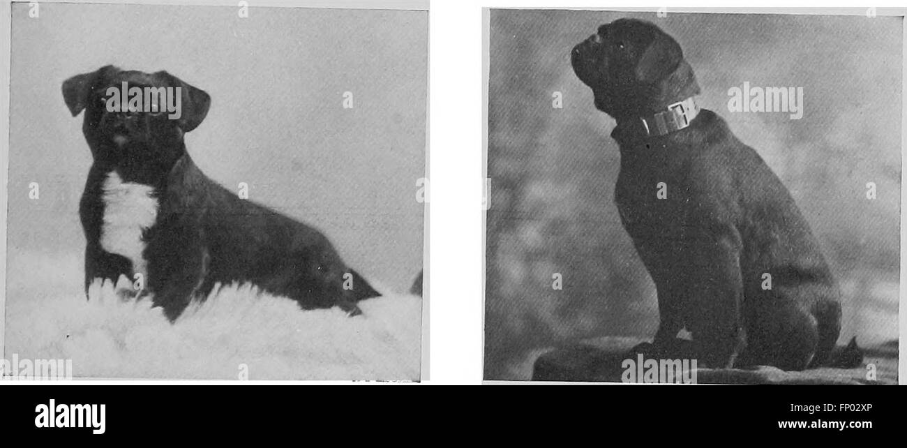 The 1906 Dog Book provides a comprehensive history of dogs, with ...