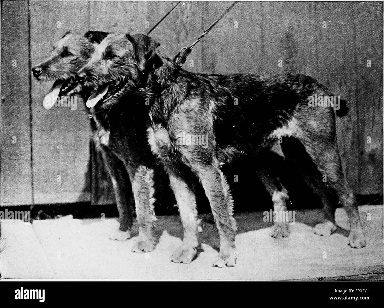 'The Dog Book' (1906) provides a comprehensive history of dogs ...