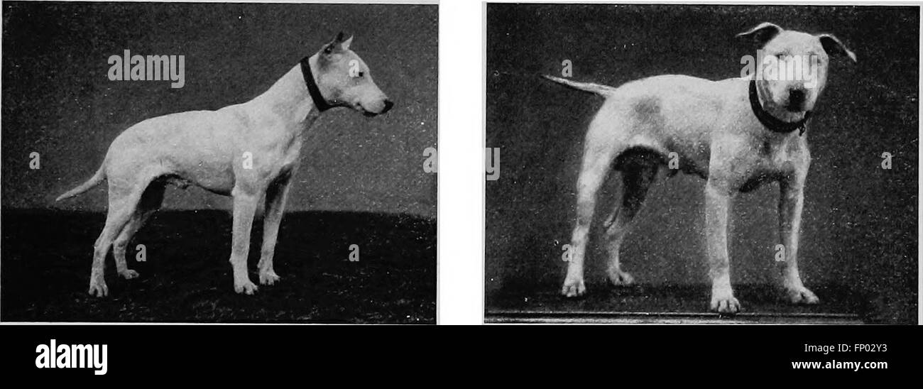 This 1906 book provides a history of dogs, along with practical advice ...