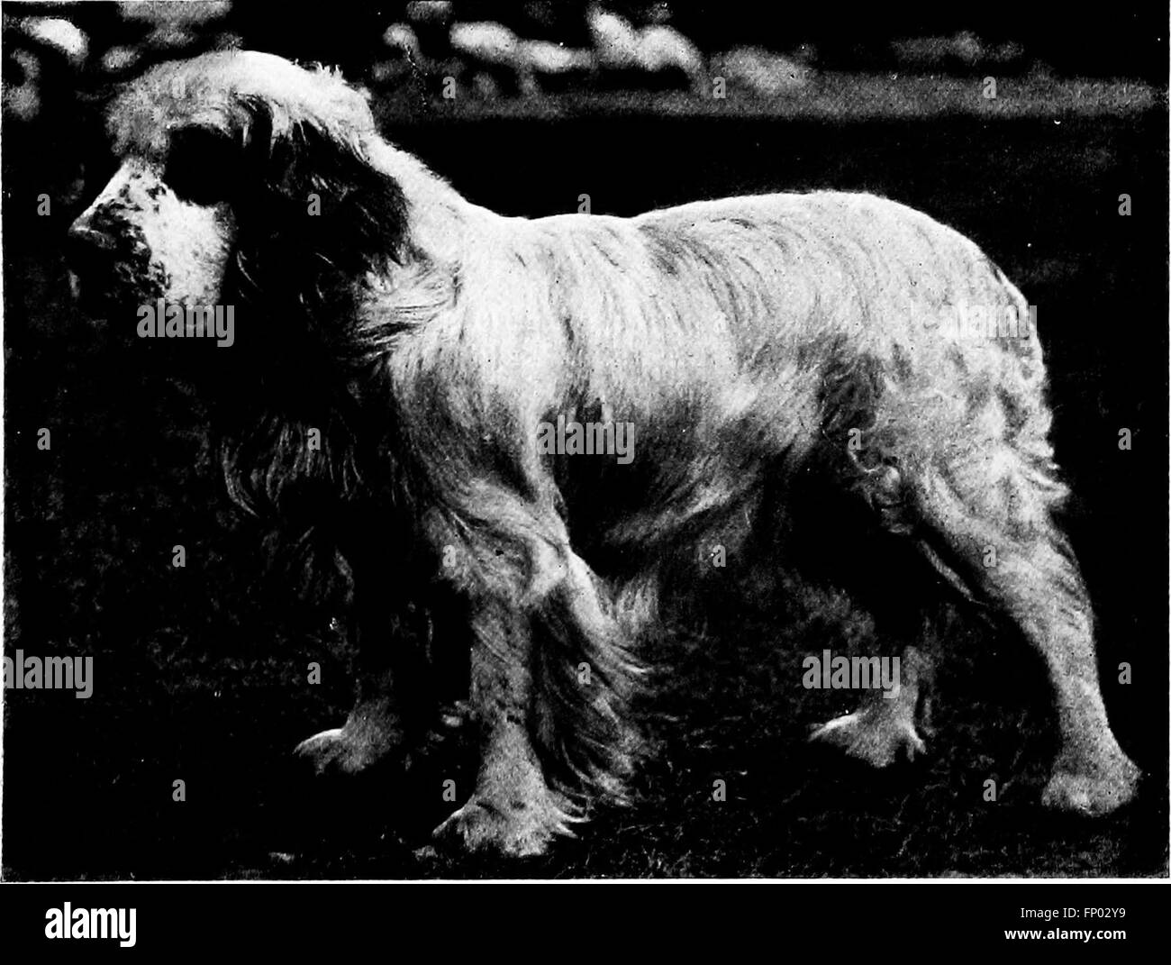This 1906 publication provides a comprehensive history of dogs ...