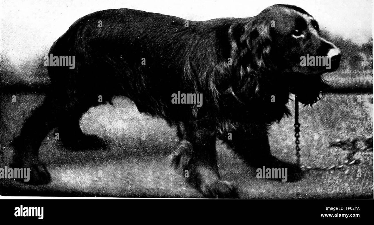 This 1906 book offers a history of dog breeds, alongside practical ...