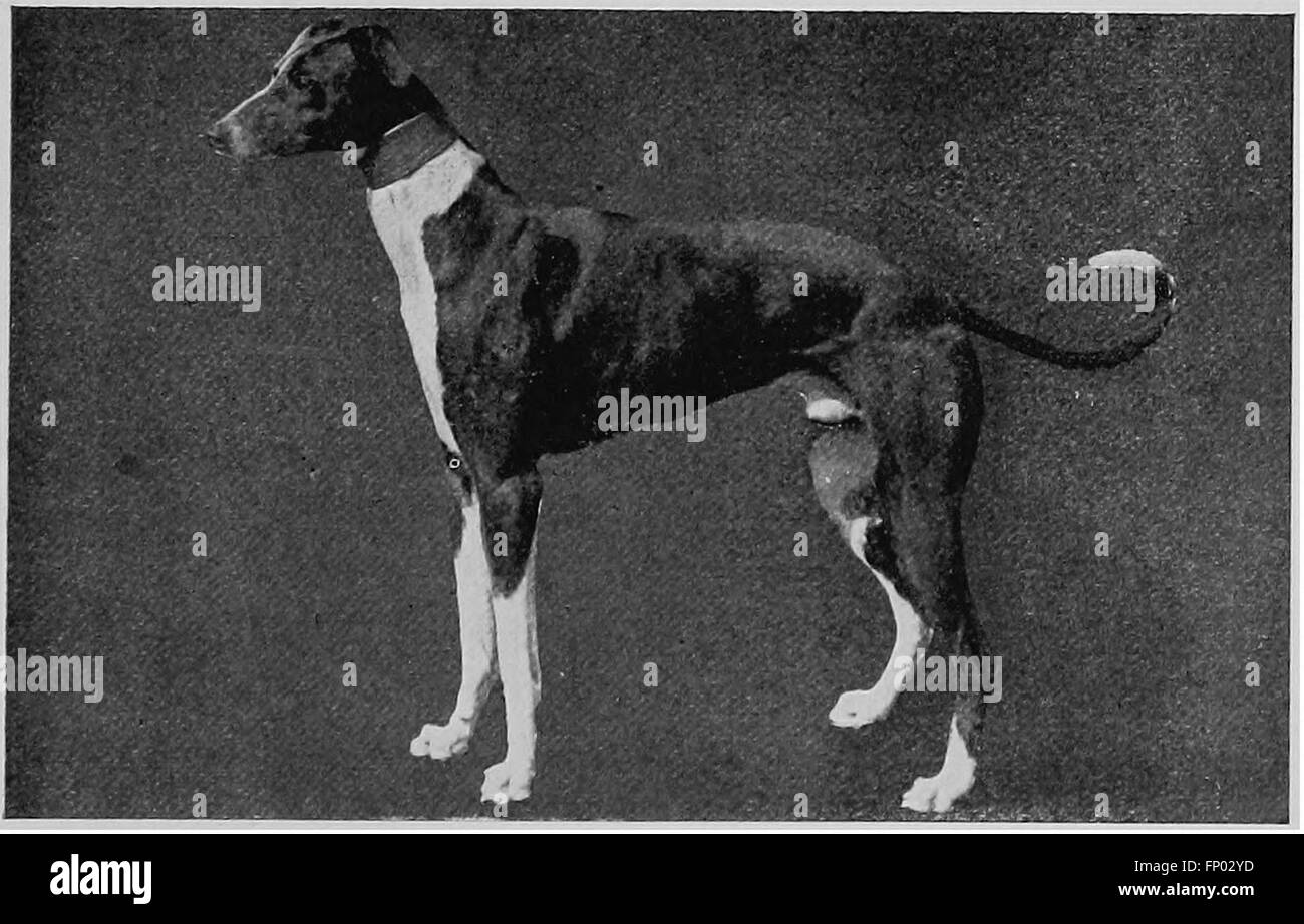 This 1906 book provides a history of the dog, offering practical advice ...