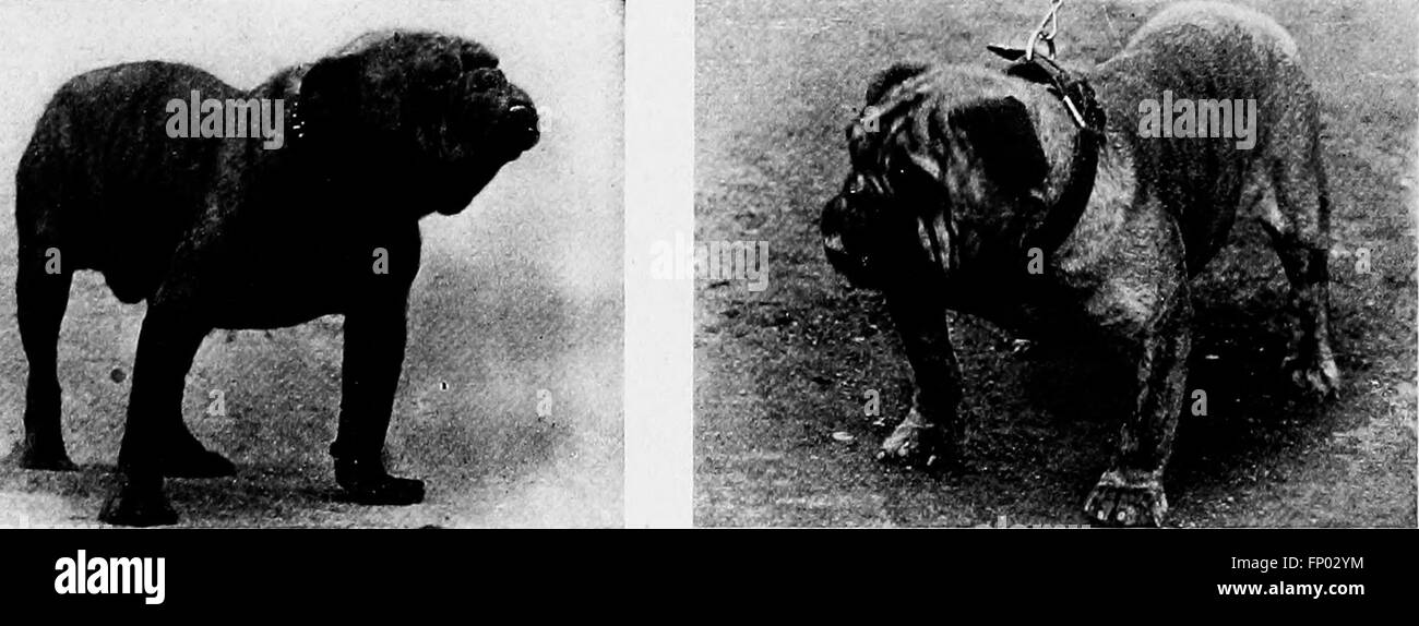 This 1906 book offers a comprehensive history of dogs, along with ...