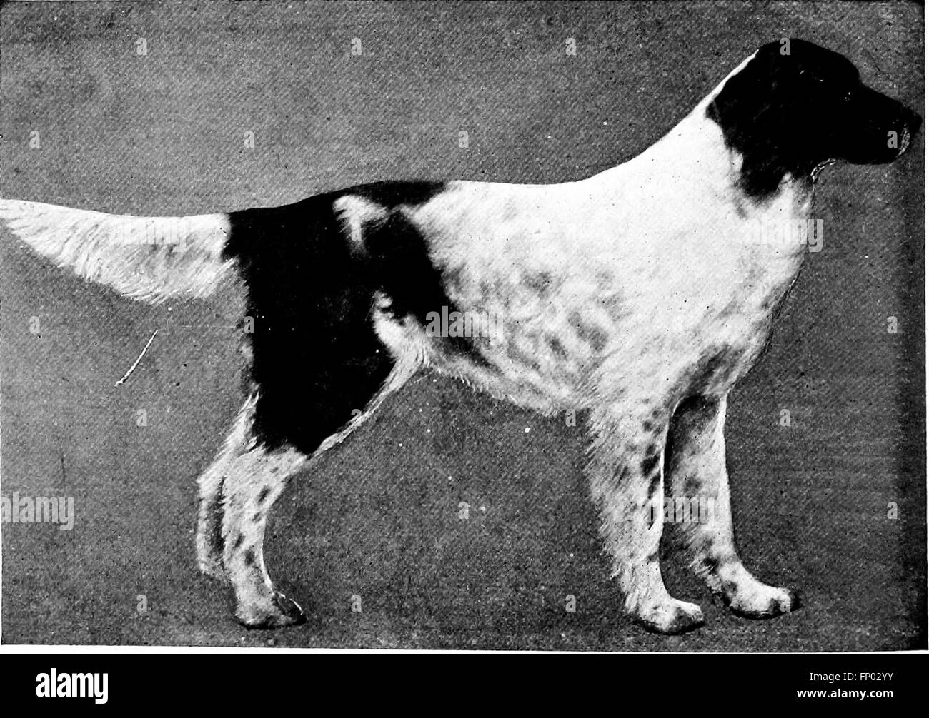 'The Dog Book' (1906) provides a detailed history of dogs, covering ...