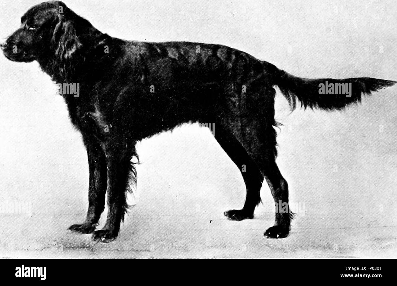 The dog book. A popular history of the dog, with practical information ...