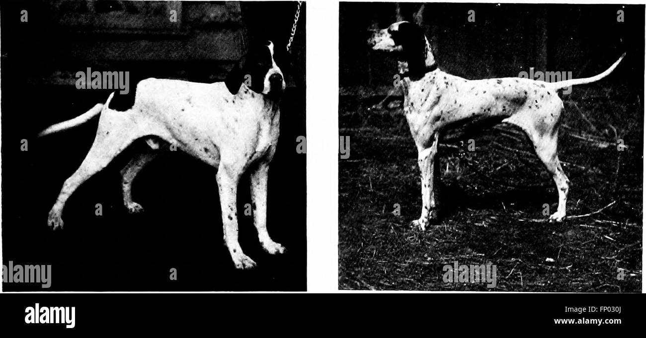 'The Dog Book' (1906) provides a comprehensive history of dogs, along ...