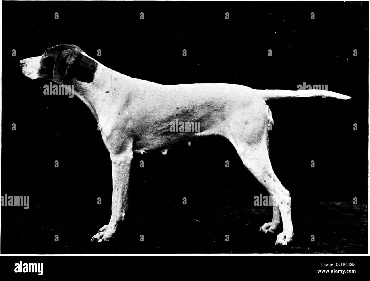 This 1906 book offers a comprehensive history of dogs, providing care ...