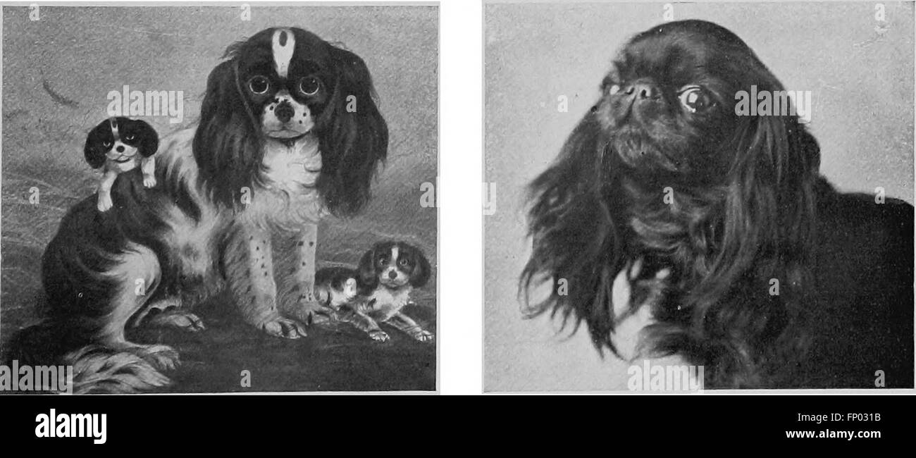 This 1906 book offers a detailed history of the dog, focusing on the ...