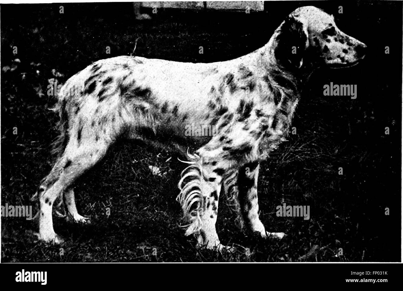 This 1906 edition of The Dog Book presents a detailed history of dogs ...