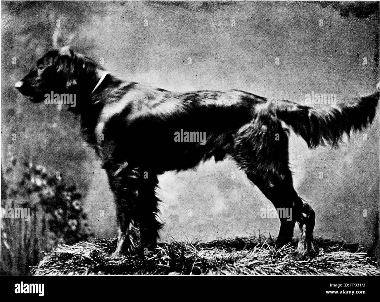 Published in 1906, 'The Dog Book' provides a comprehensive history of ...