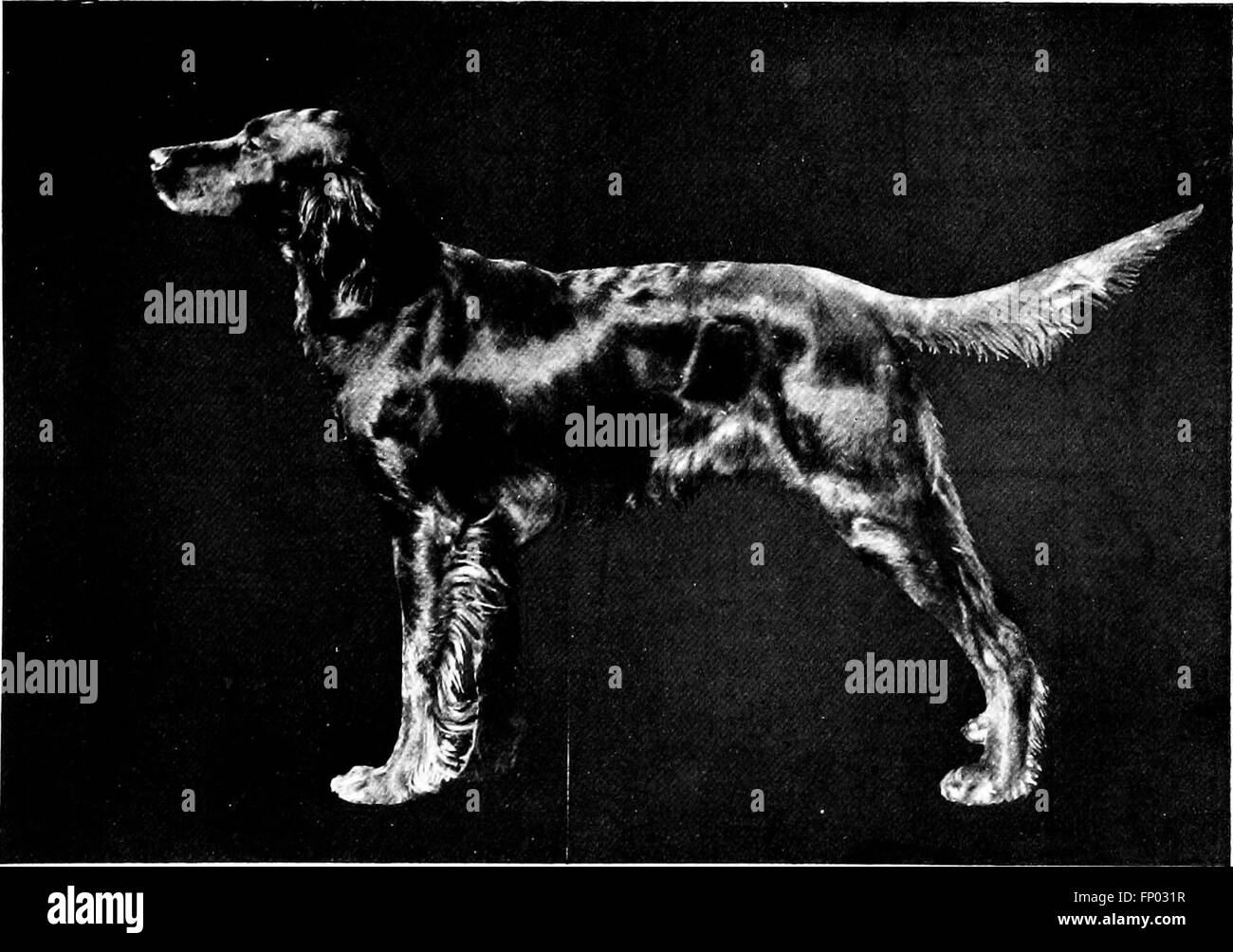 The 1906 'Dog Book' offers a popular history of dogs, with detailed ...