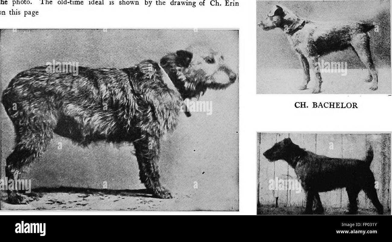 This book from 1906 provides a comprehensive history of dogs, along ...