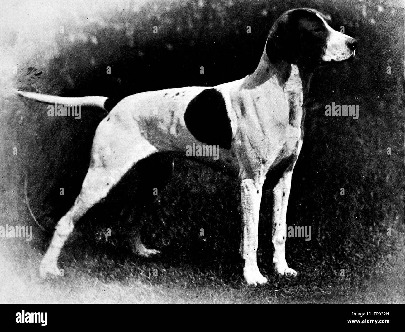This comprehensive 'Dog Book' from 1906 covers the history of dogs ...