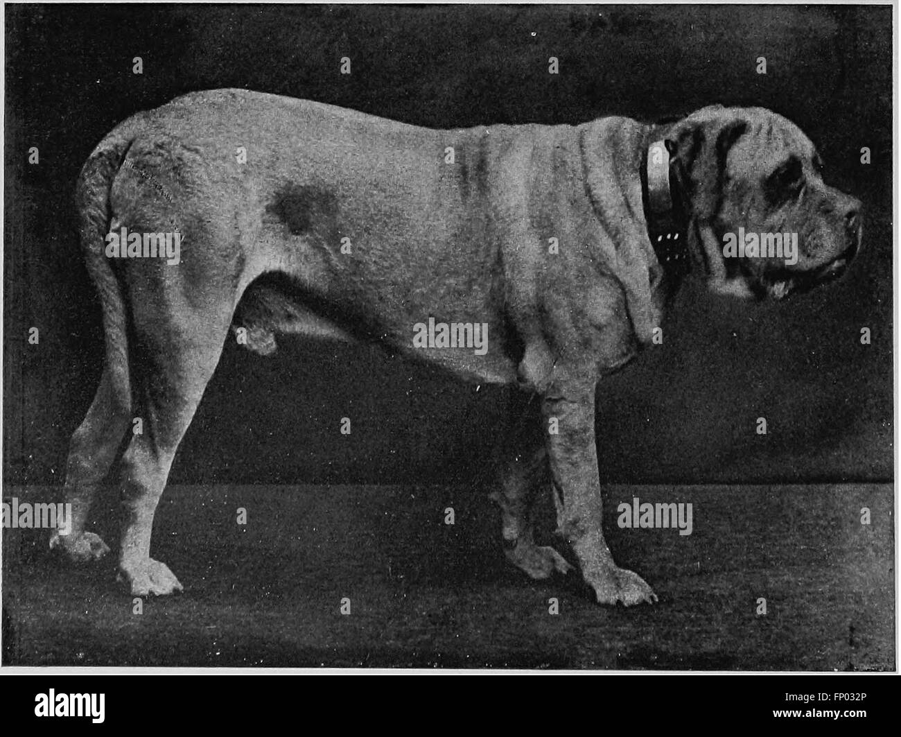 The Dog Book (1906) provides a comprehensive history of dogs, with ...