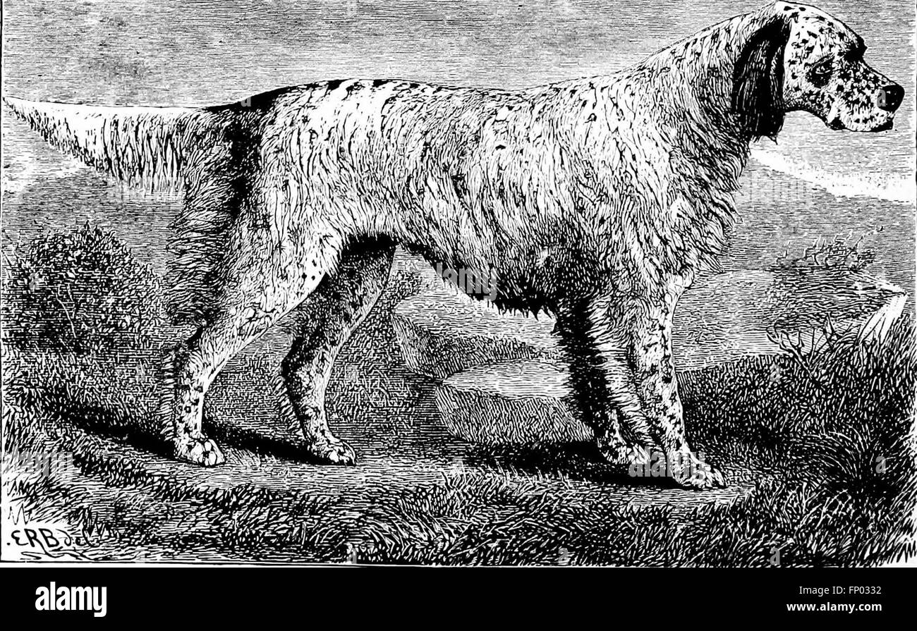 Published in 1906, this book provides a thorough history of dogs ...