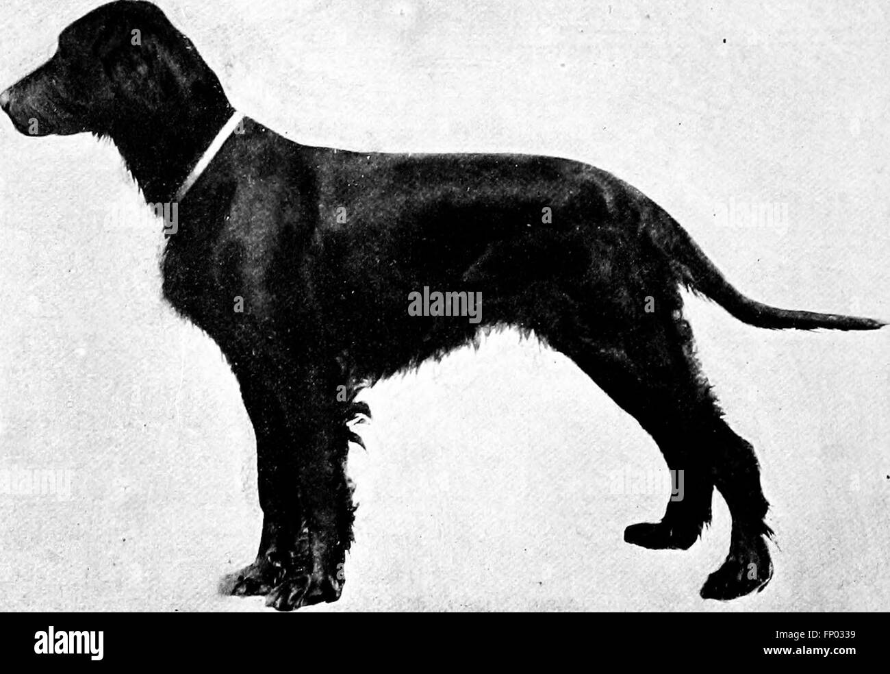 This 1906 work provides a history of the dog, focusing on its care ...