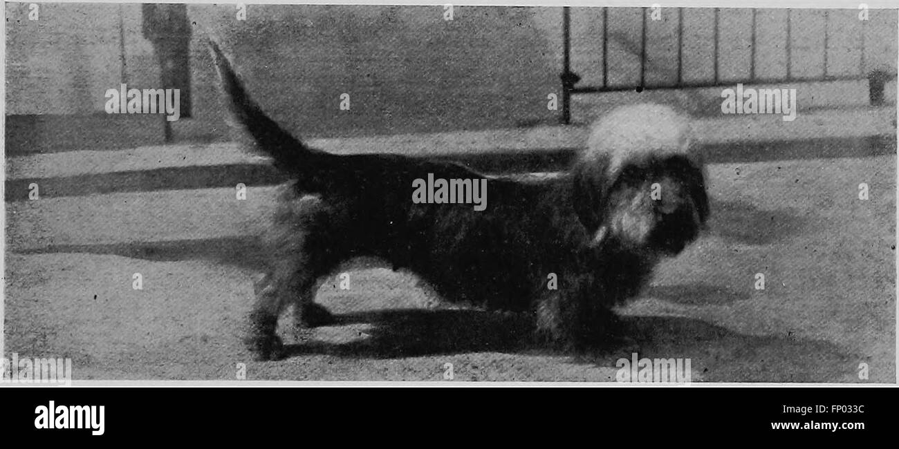 The dog book. A popular history of the dog, with practical information ...