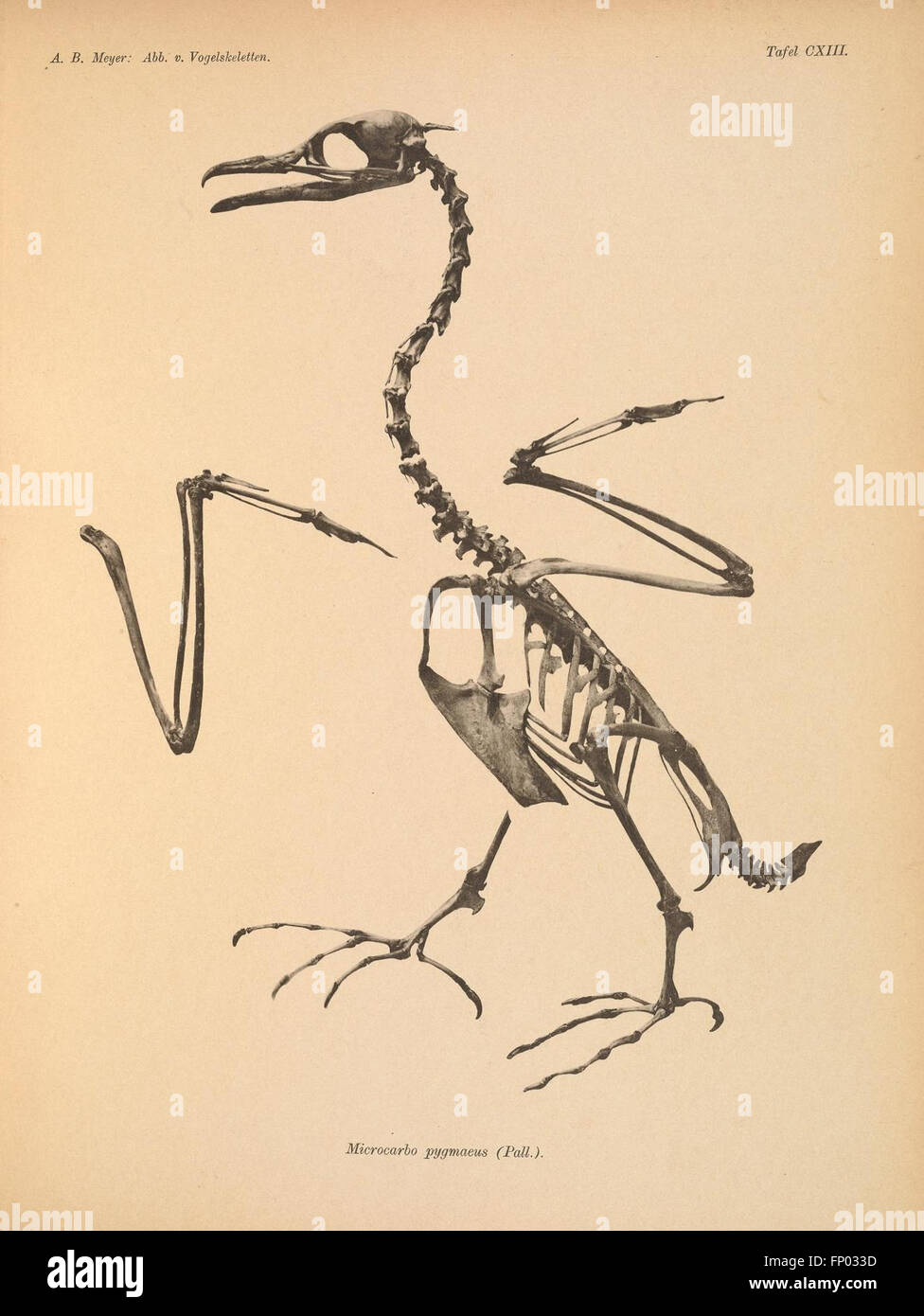 This plate from 'Abbildungen von Vogel-Skeletten' presents ...