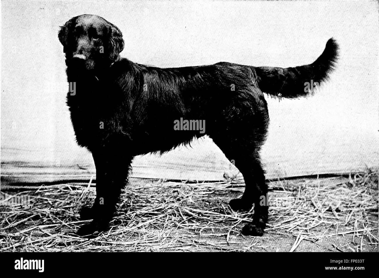 'The Dog Book' (1906) offers a comprehensive history of the dog ...