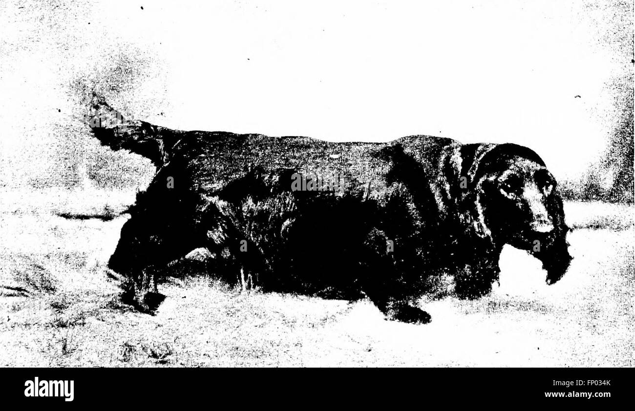 This 1909 book offers a comprehensive history of dogs, with detailed ...