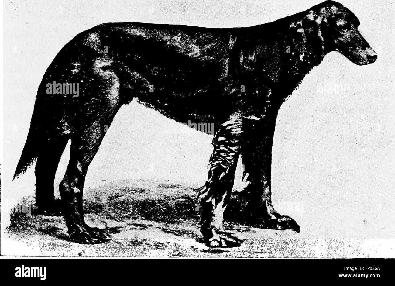 This 1909 book offers a comprehensive history of dogs, with detailed ...