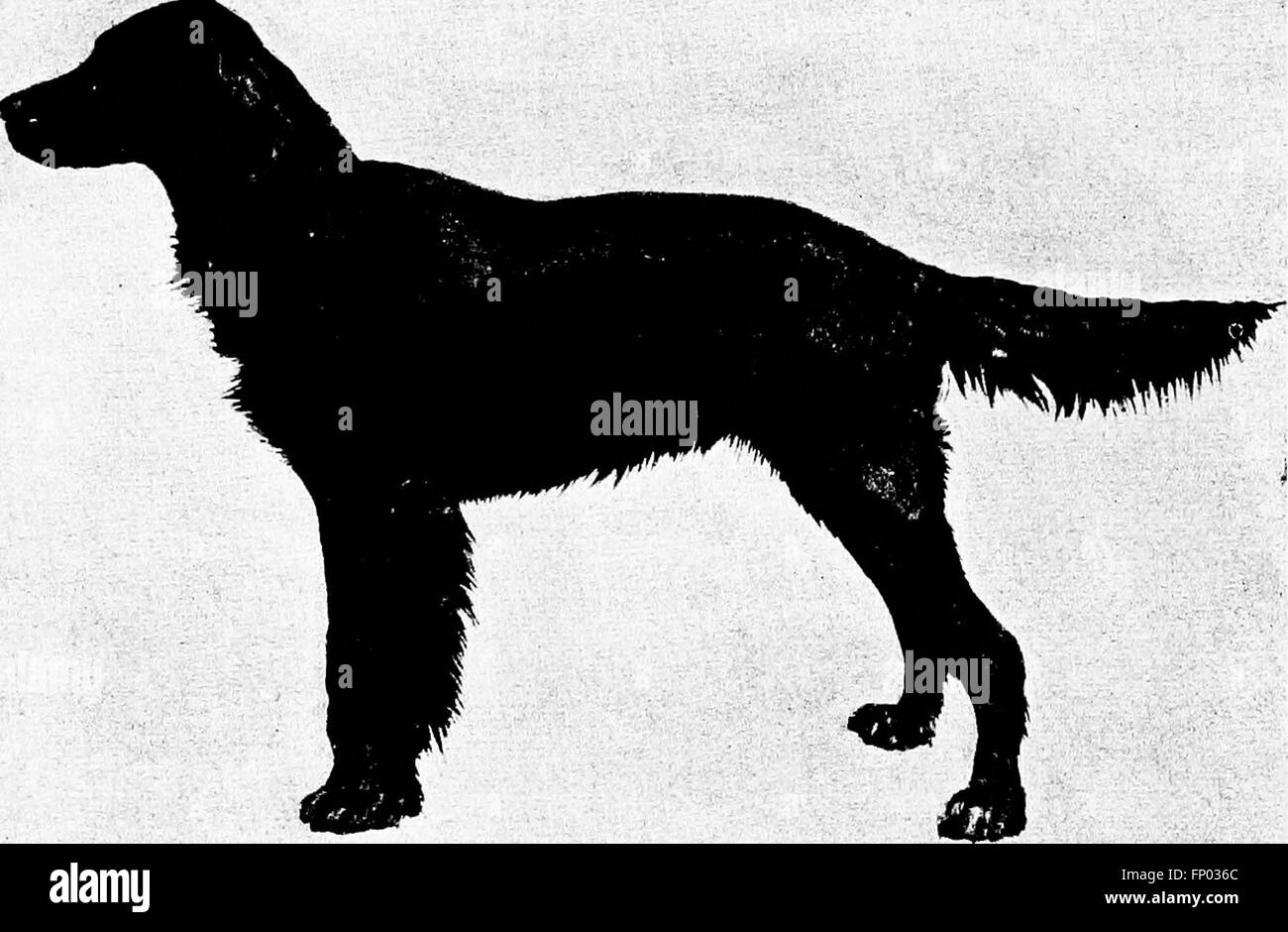 This 1909 'Dog Book' offers detailed information on the care ...