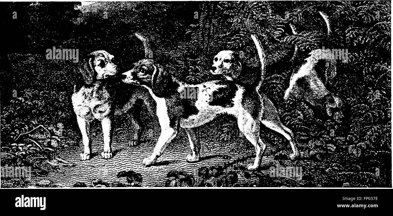 This 1909 book provides a comprehensive history of dogs, including ...