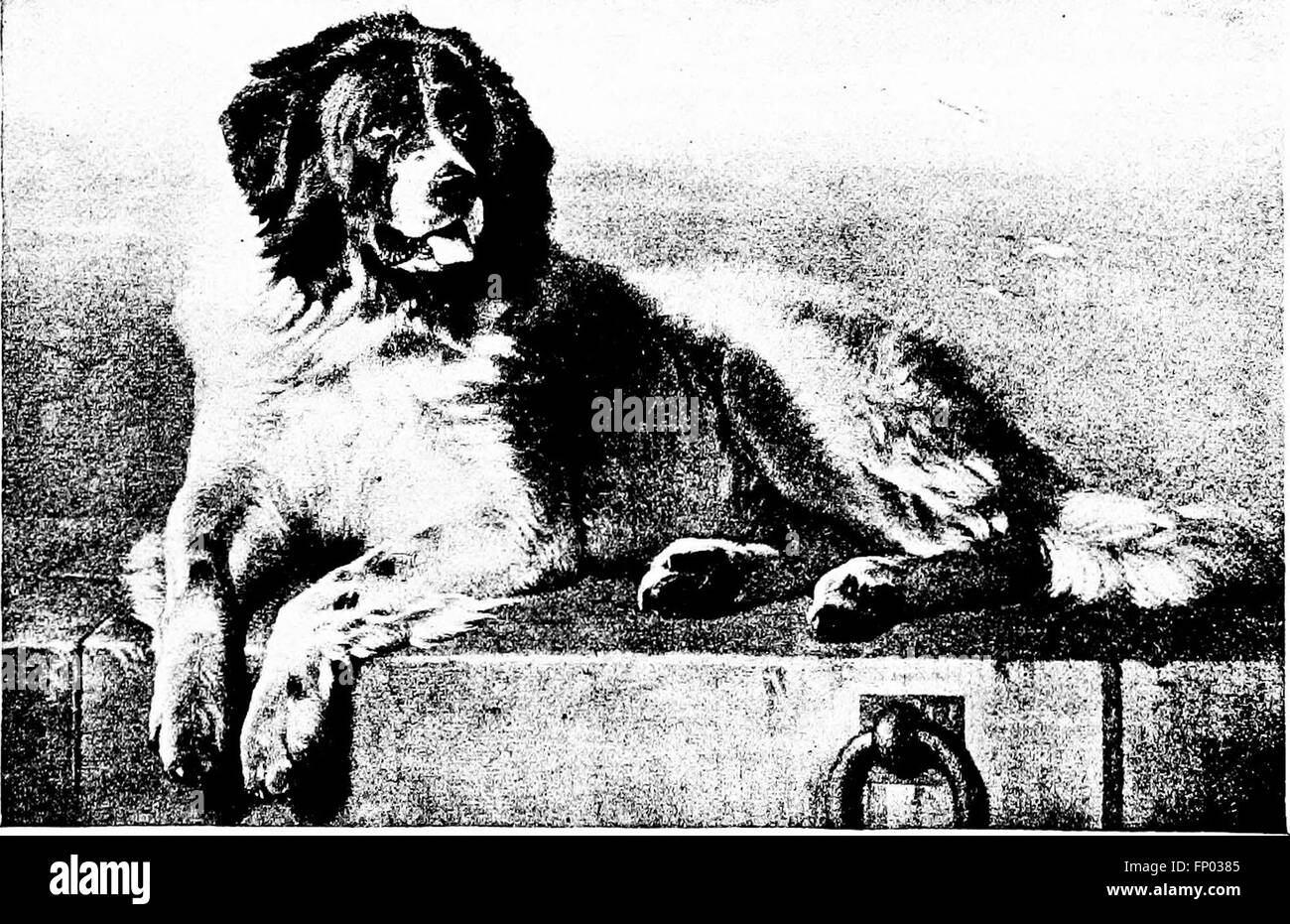 This 1909 book provides an in-depth history of dogs, offering guidance ...