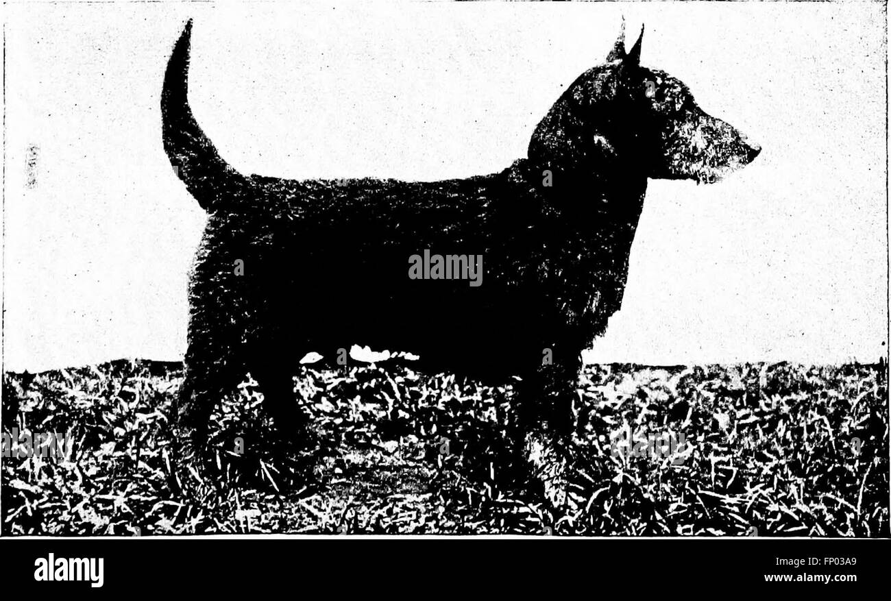The Dog Book (1909) offers a comprehensive history of dogs, providing ...