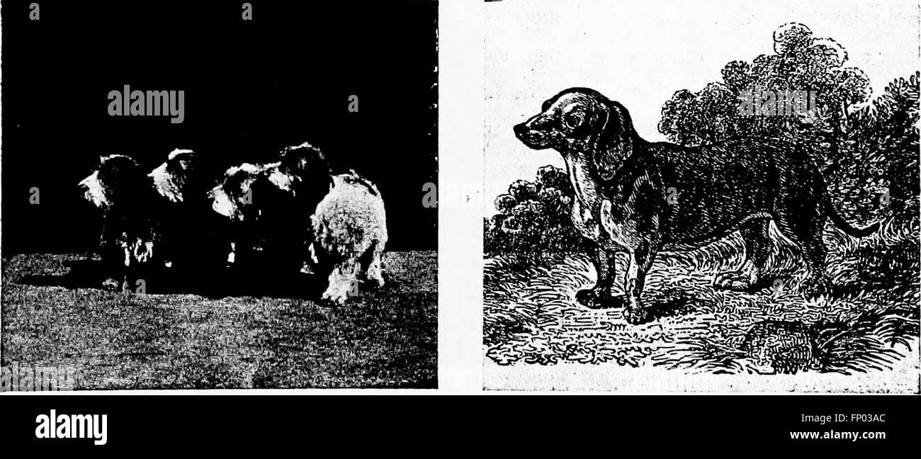 'The Dog Book' (1909) provides a comprehensive history of dogs ...