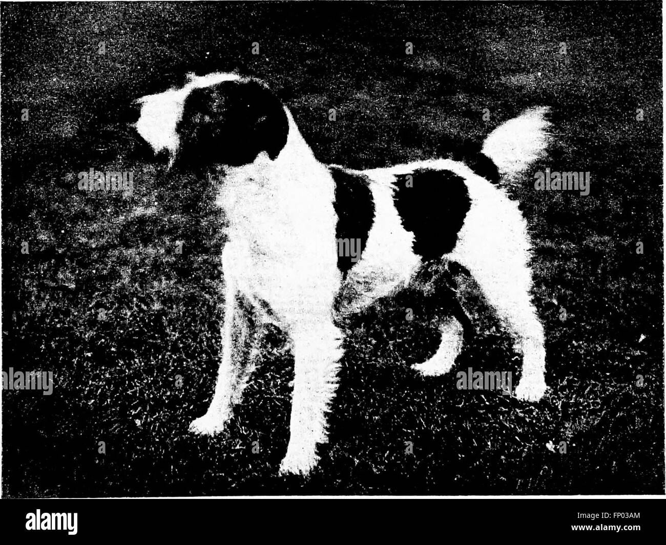 This 1909 book provides a comprehensive history of dogs, focusing on ...