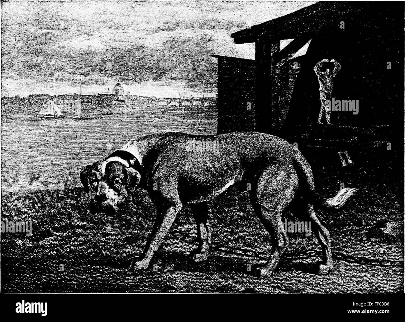 The dog book - a popular history of the dog, with practical information ...