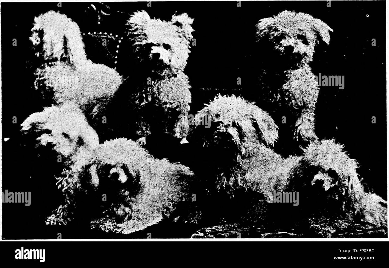 This 1909 publication is a comprehensive guide to the history of dogs ...