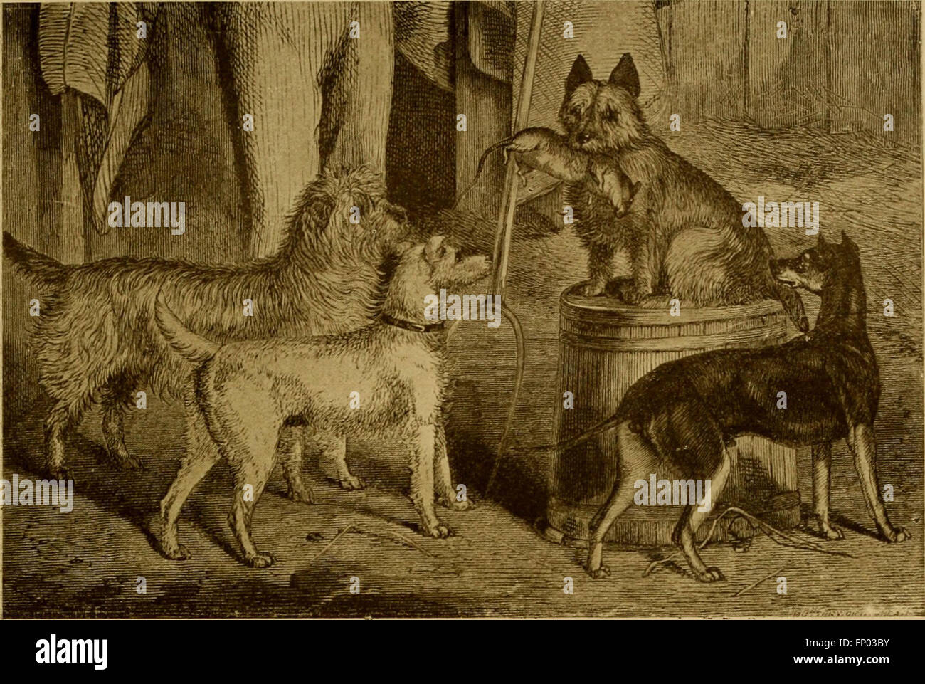 Published in 1906, The Dog Book offers a comprehensive history of the ...