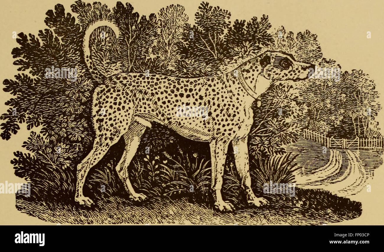 Published in 1906, 'The Dog Book' provides a comprehensive history of ...