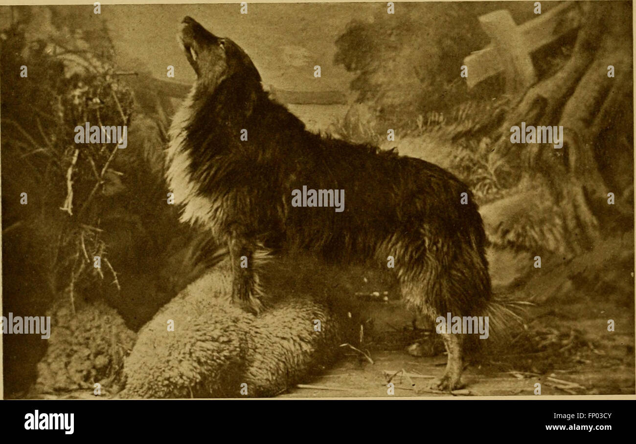 This 1906 book provides a comprehensive history of the dog, along with ...