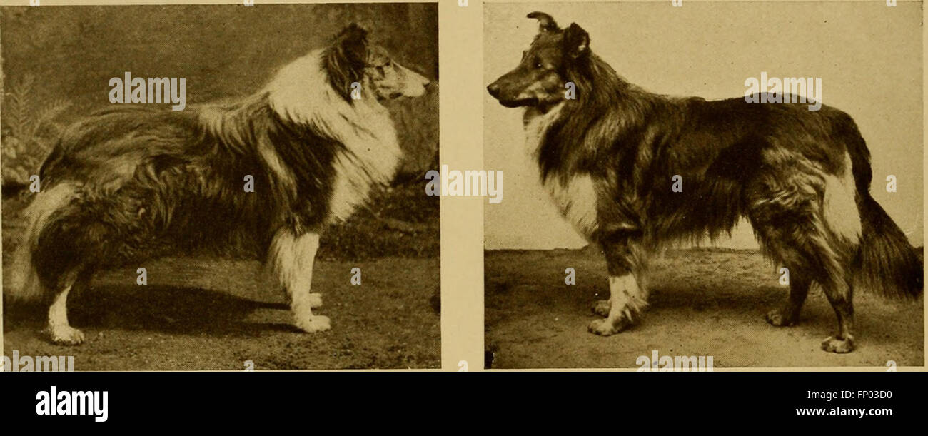 'The Dog Book' (1906) offers a popular history of dogs, with practical ...