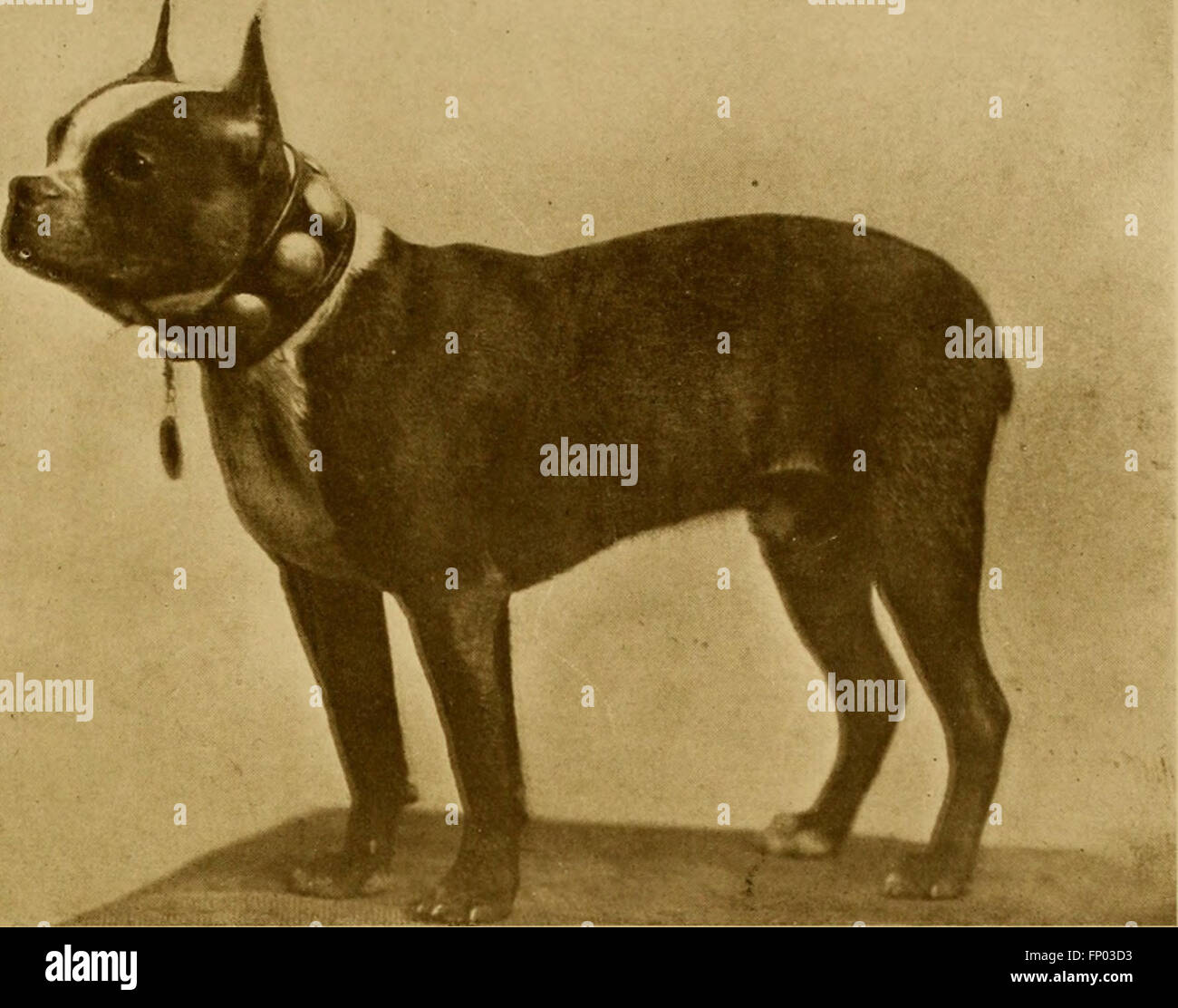 'The Dog Book' (1906) provides a history of dogs, with practical advice ...