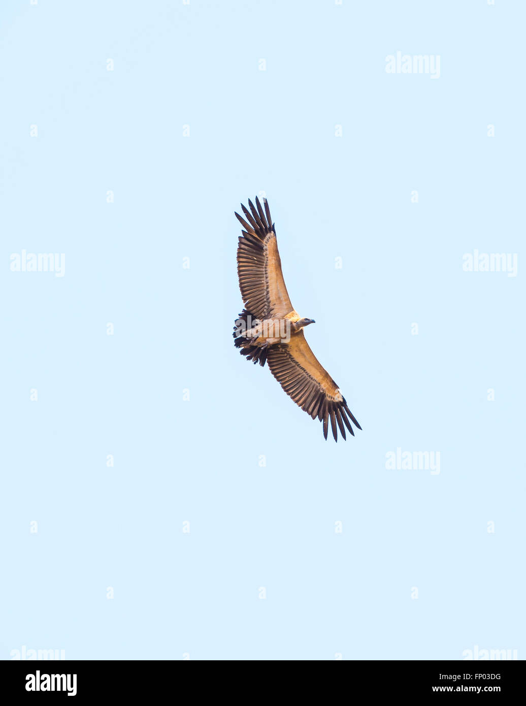 Vulture in flight overhead hi-res stock photography and images - Alamy