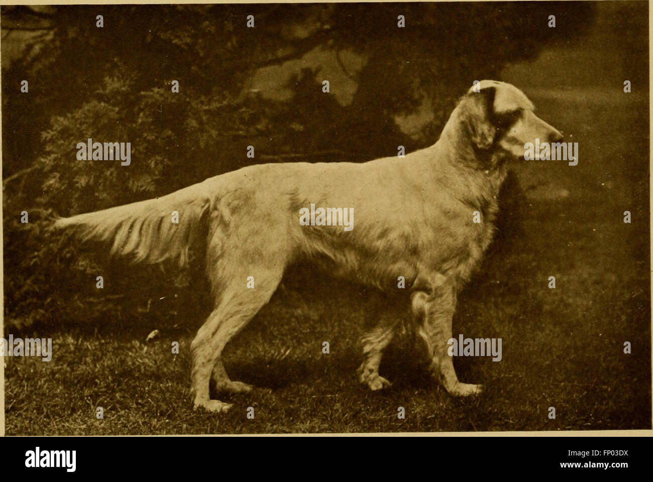 This 1906 book provides a history of dogs, focusing on care, management ...