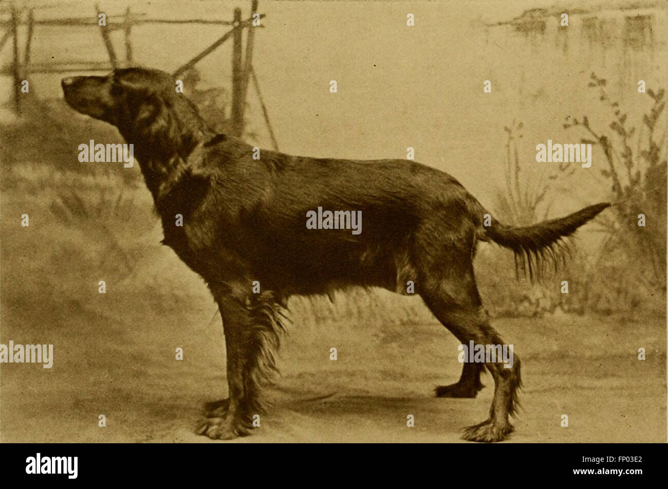 A 1906 guide to dog breeds, care, and management, offering insights ...