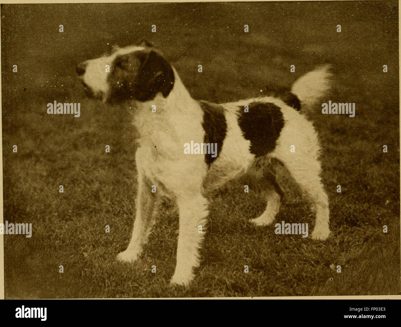 'The Dog Book' (1906) provides a comprehensive history of dogs ...