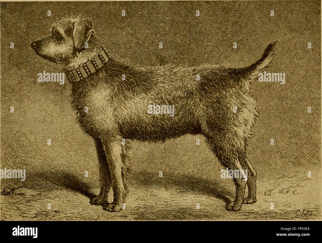 This 1906 book offers a comprehensive history of dogs, along with ...